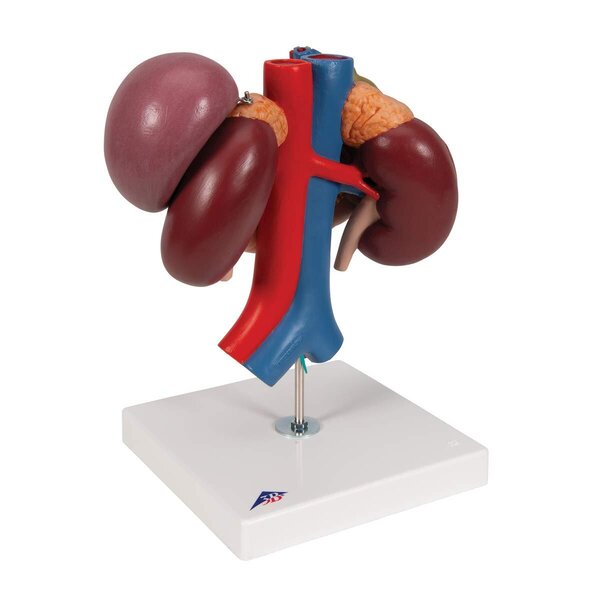 MediTac Kits - Kidneys with Rear Organs of the Upper Abdomen, 3-part ...